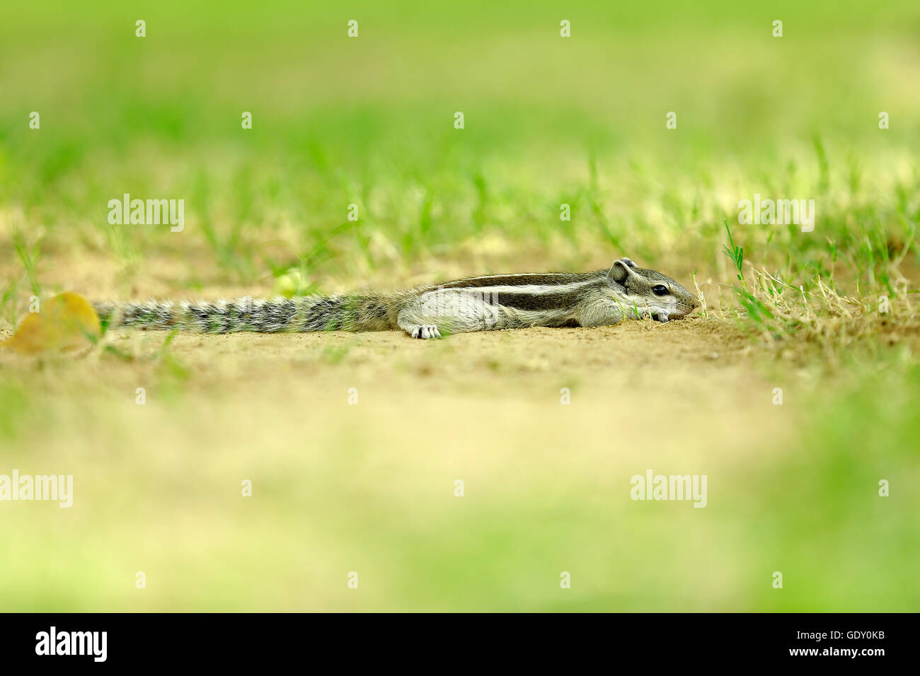 Indian squirrel laying down in hot season Stock Photo - Alamy