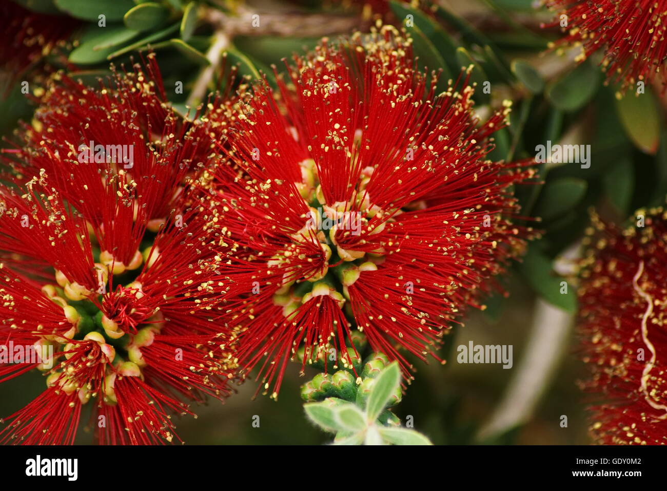 Red bottlebrush tree hi-res stock photography and images - Alamy