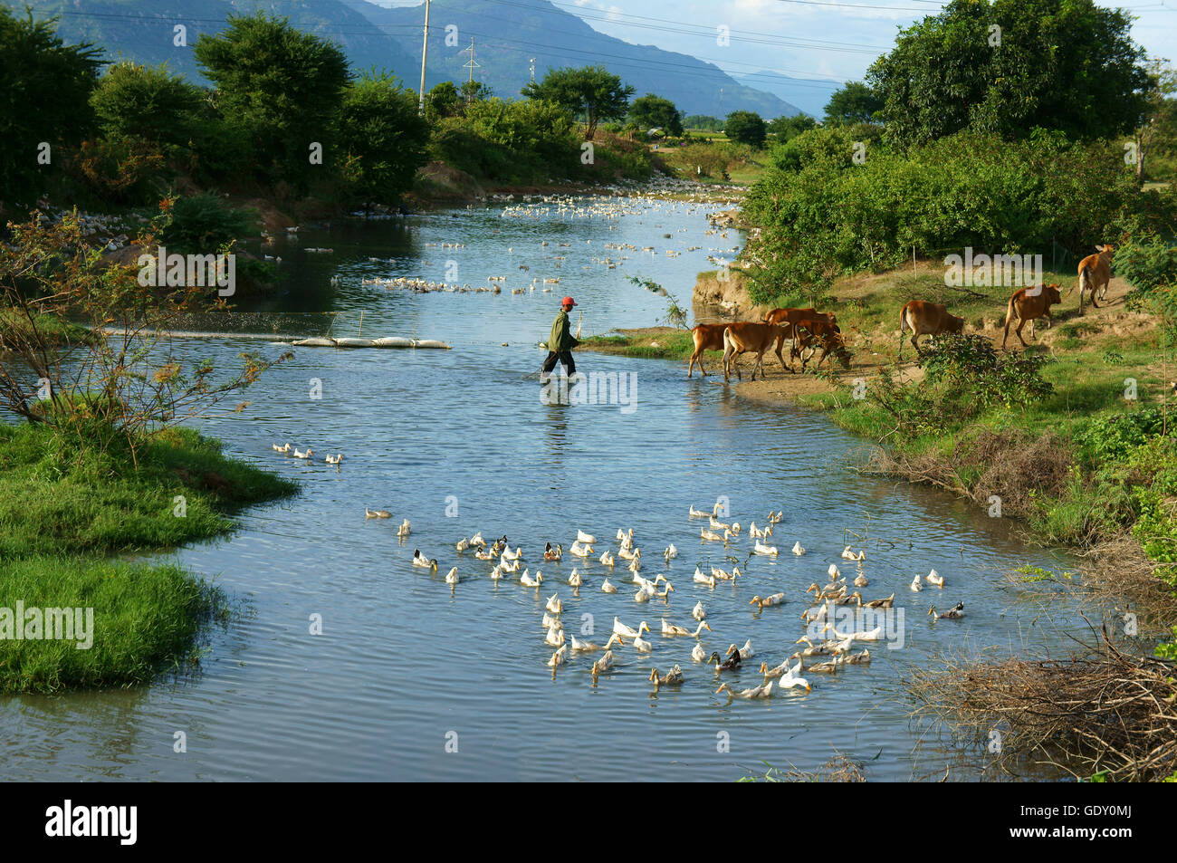 PHAN RANG, Amazing scene of Vietnamese village, Asian people herding ...