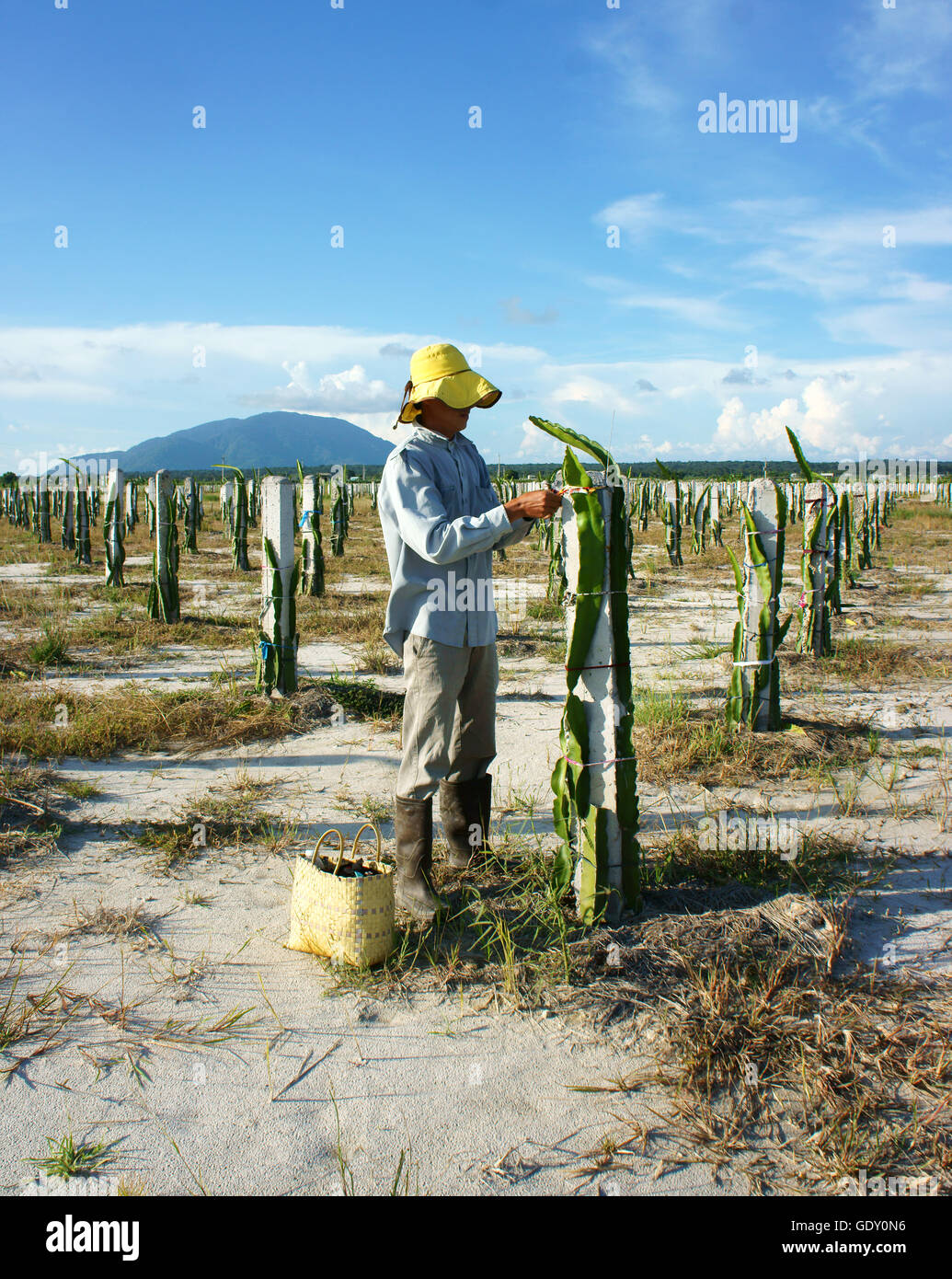 VIET NAM, Asian farmer working on agriculture farm, Vietnamese care ...