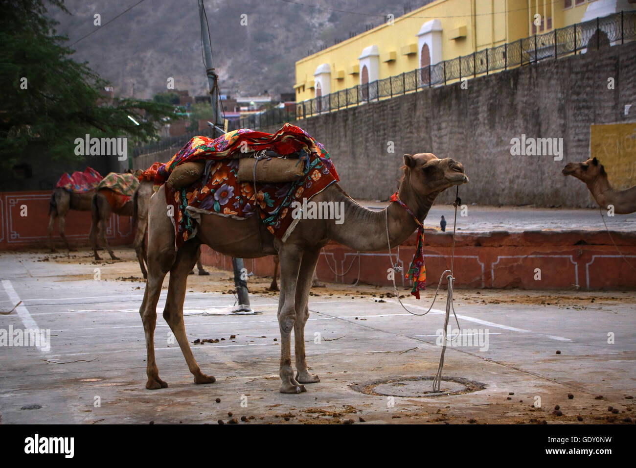 Camel decoration jaisalmer india hi-res stock photography and images ...