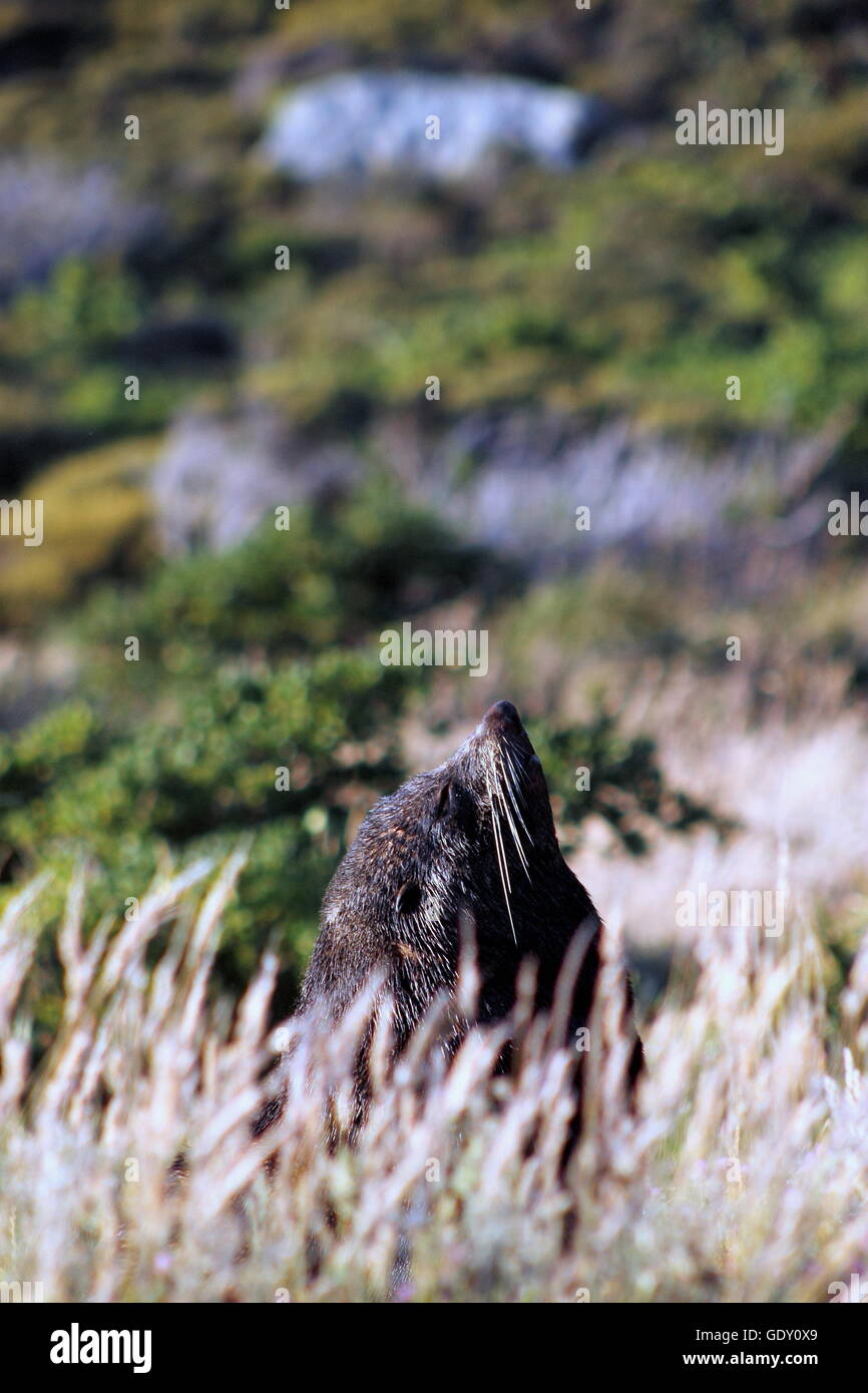 Hiding seal hi-res stock photography and images - Alamy