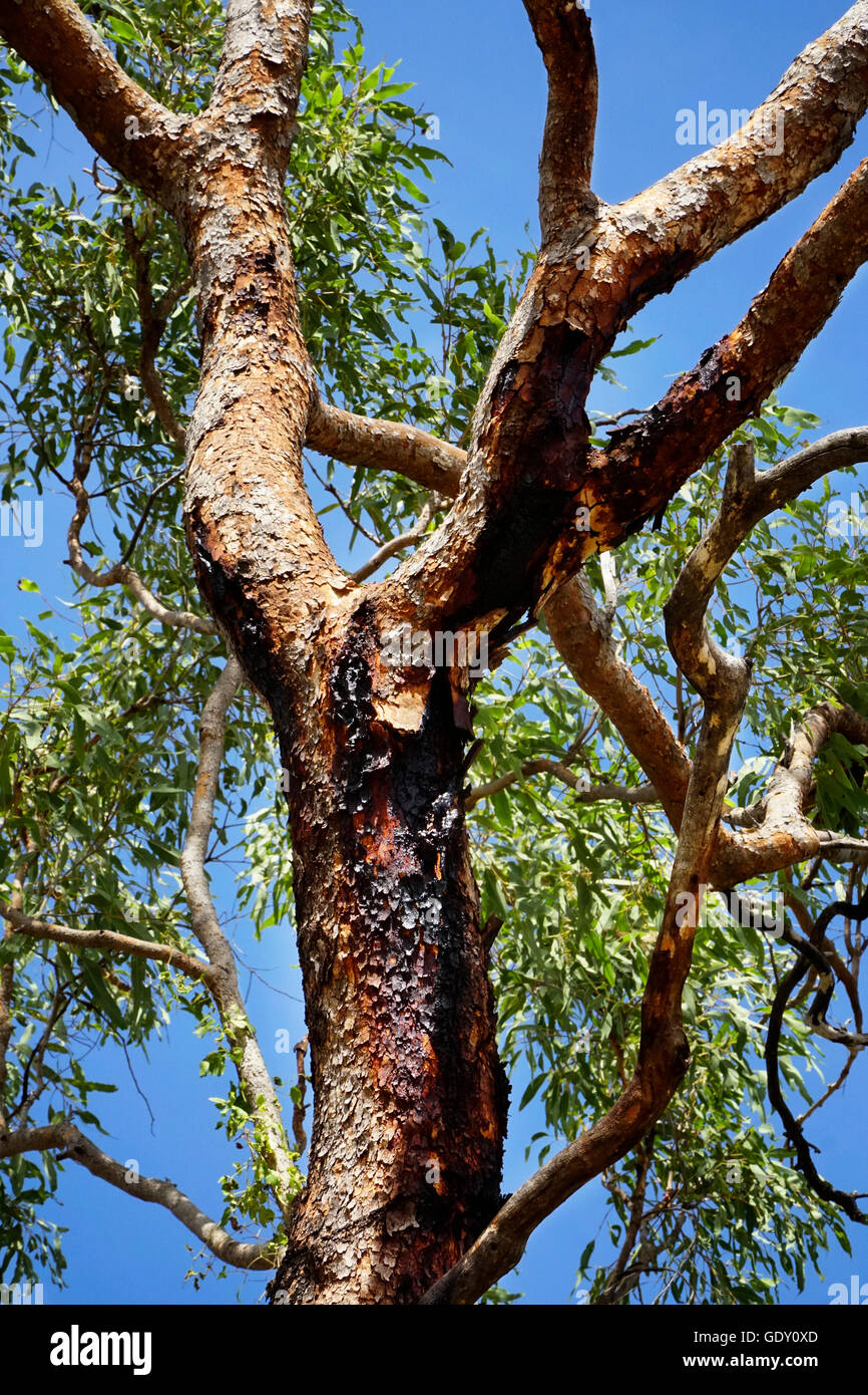 Bloodwood tree hi-res stock photography and images - Alamy