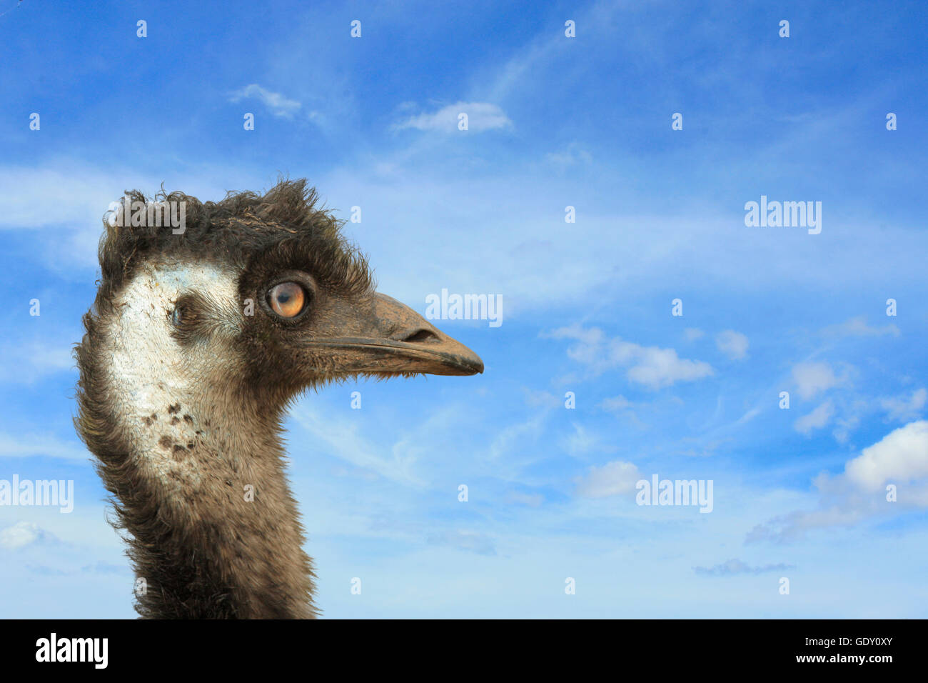 one emu head with sky in the background Stock Photo - Alamy
