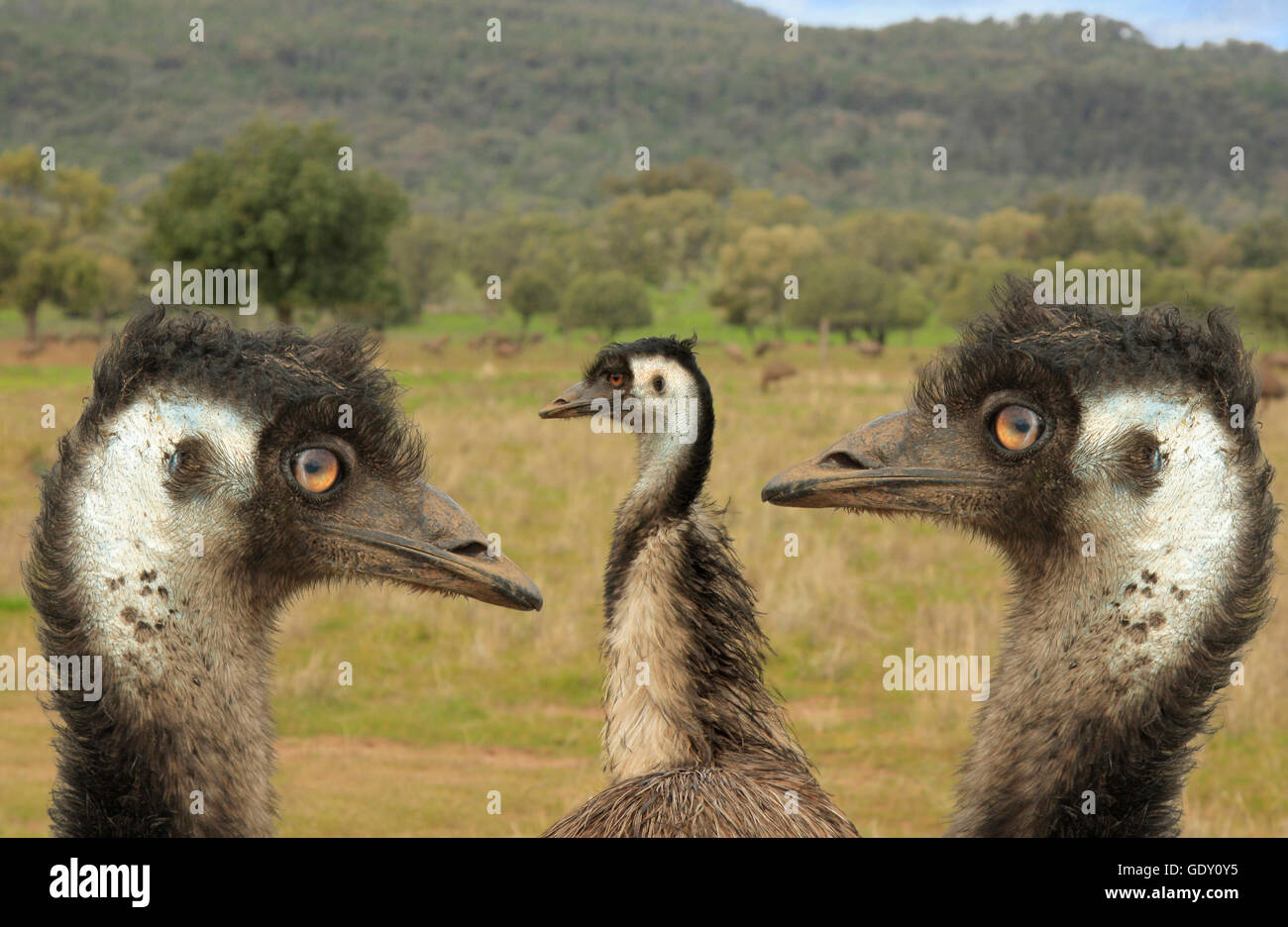 Aussie head hi-res stock photography and images - Alamy