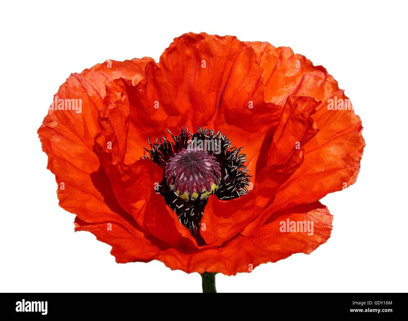Flower of a red poppy on a white background Stock Photo - Alamy
