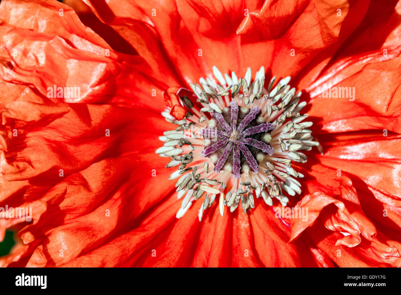 Bright red poppy in bloom. Closeup detail Stock Photo - Alamy