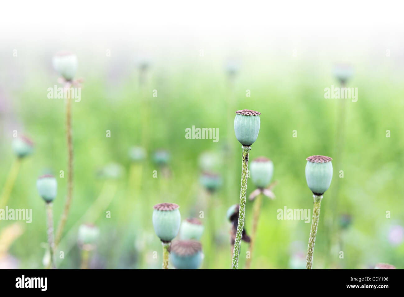 Mature poppy hi-res stock photography and images - Alamy