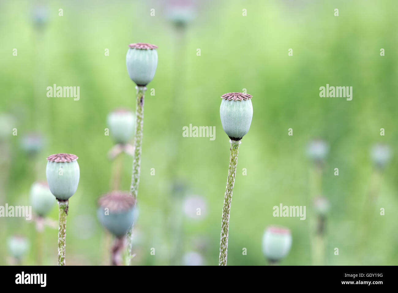 Summer field of dry wild poppy heads with seed Stock Photo - Alamy