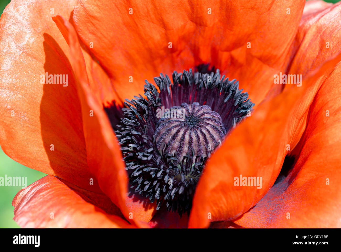 Bright red corn poppy in bloom. Closeup detail Stock Photo - Alamy