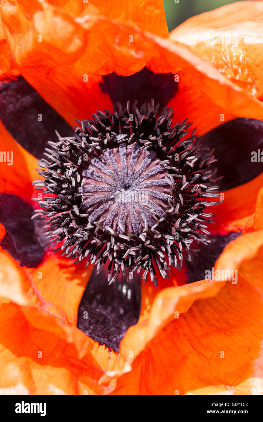 Bright red corn poppy in bloom. Closeup view Stock Photo - Alamy