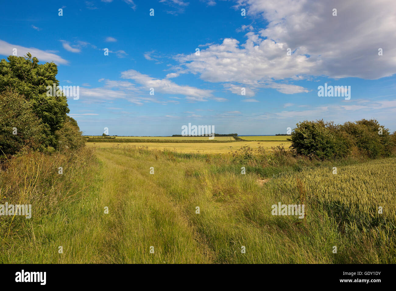 A scenic section of the Minster way footpath on the Yorkshire wolds in ...