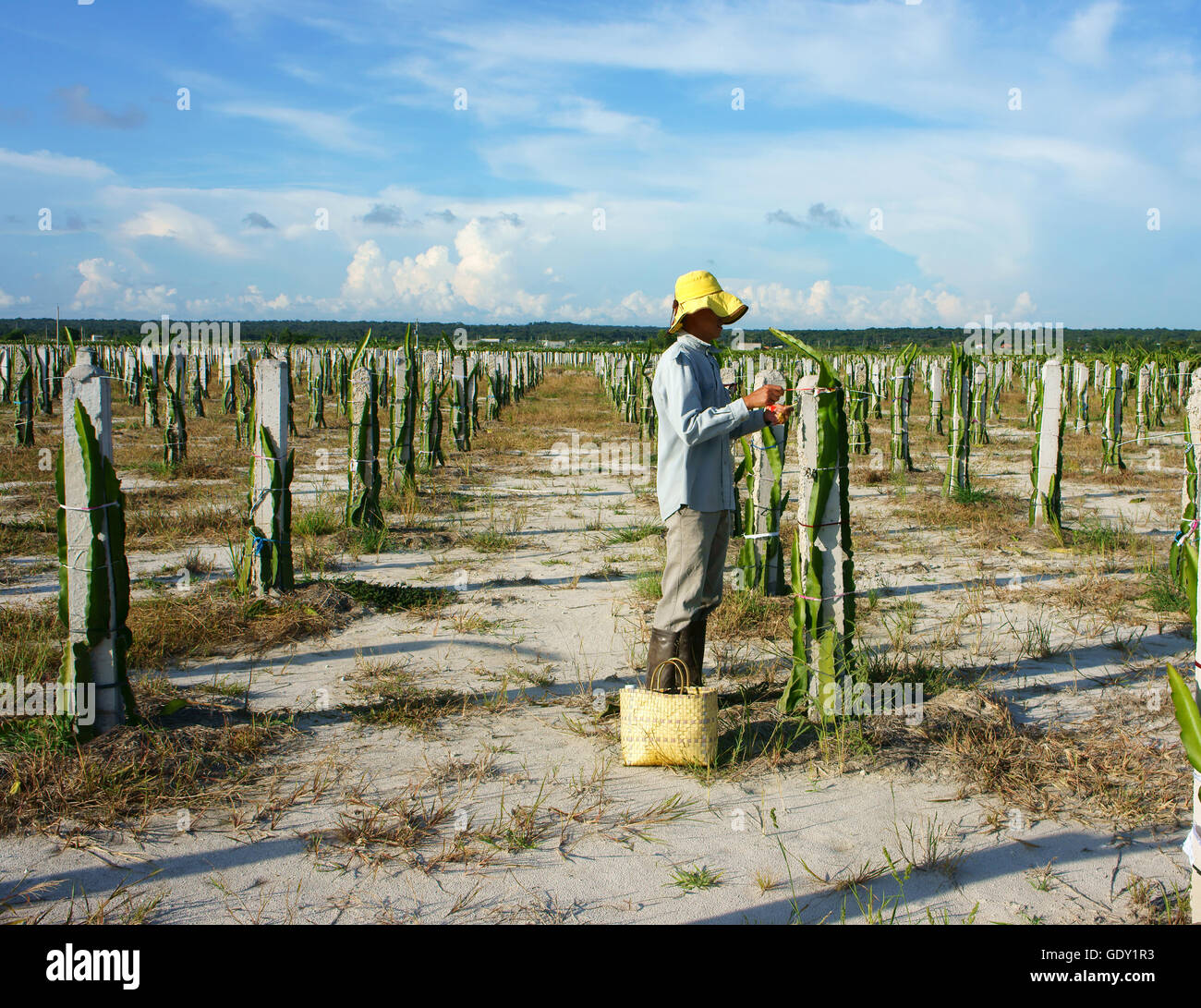 VIET NAM, Asian farmer working on agriculture farm, Vietnamese care ...