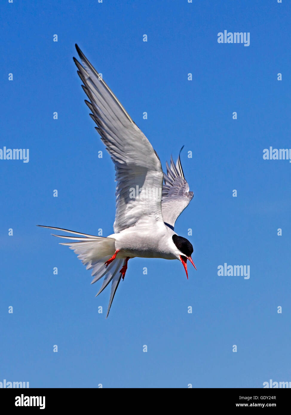Arctic tern hi-res stock photography and images - Alamy