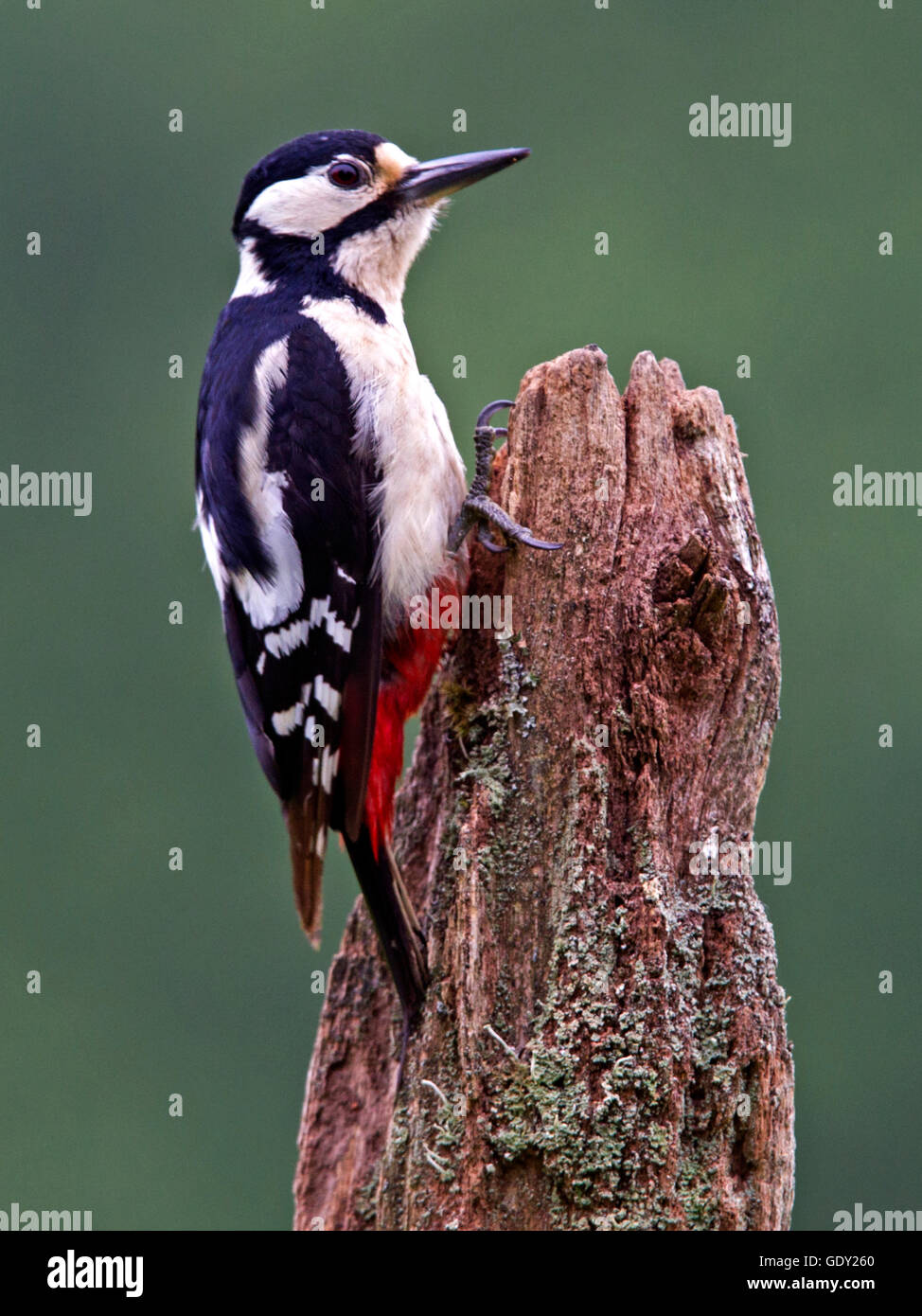 Female woodpecker hi-res stock photography and images - Alamy