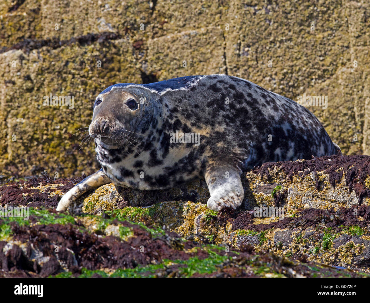Grey seal on rocks Stock Photo - Alamy