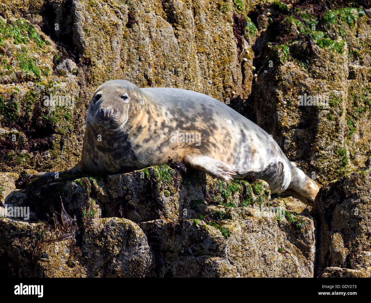 Grey seal on rocks Stock Photo - Alamy