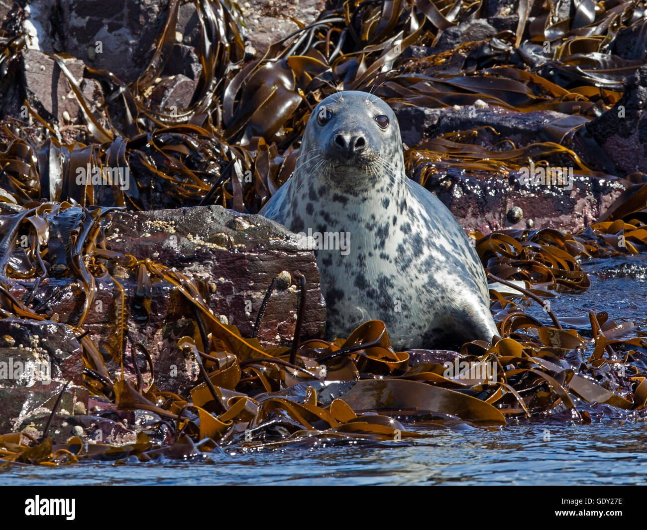 Grey seal on rocks by water Stock Photo - Alamy