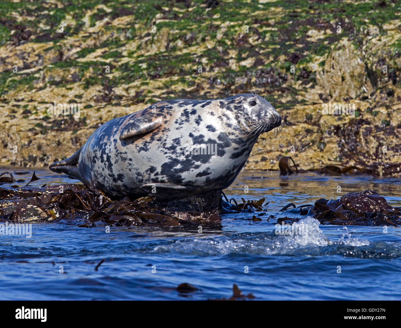Grey seal on rocks by water Stock Photo - Alamy