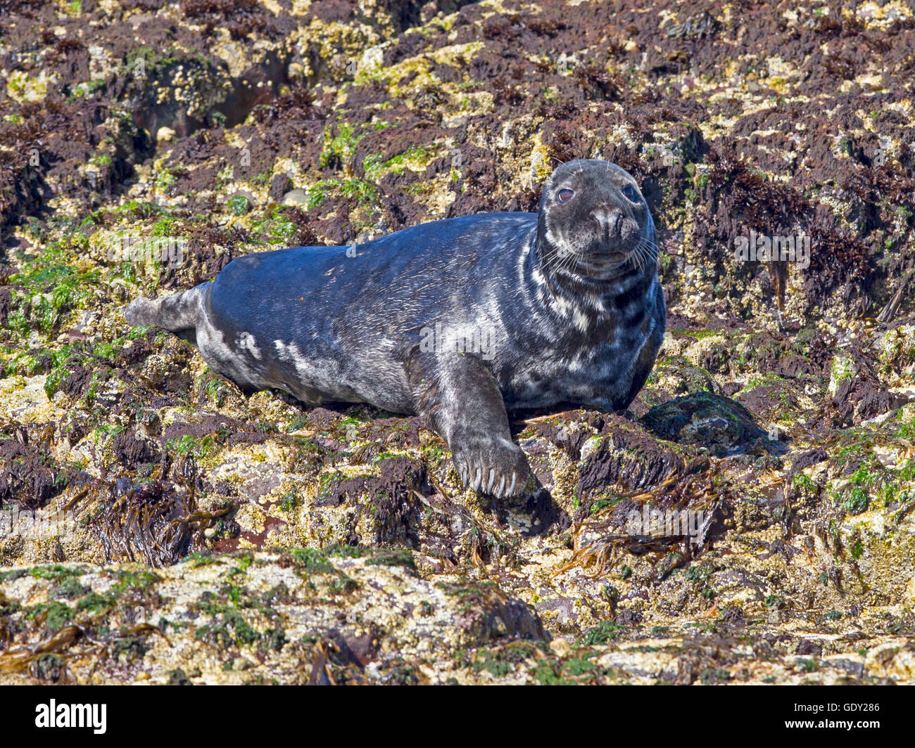 Grey seal on rocks Stock Photo - Alamy