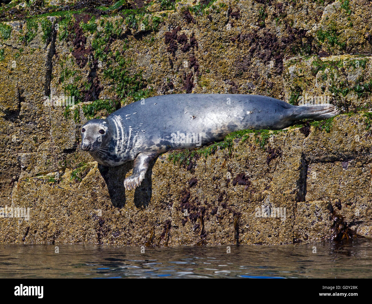 Seal on the rocks hi-res stock photography and images - Alamy