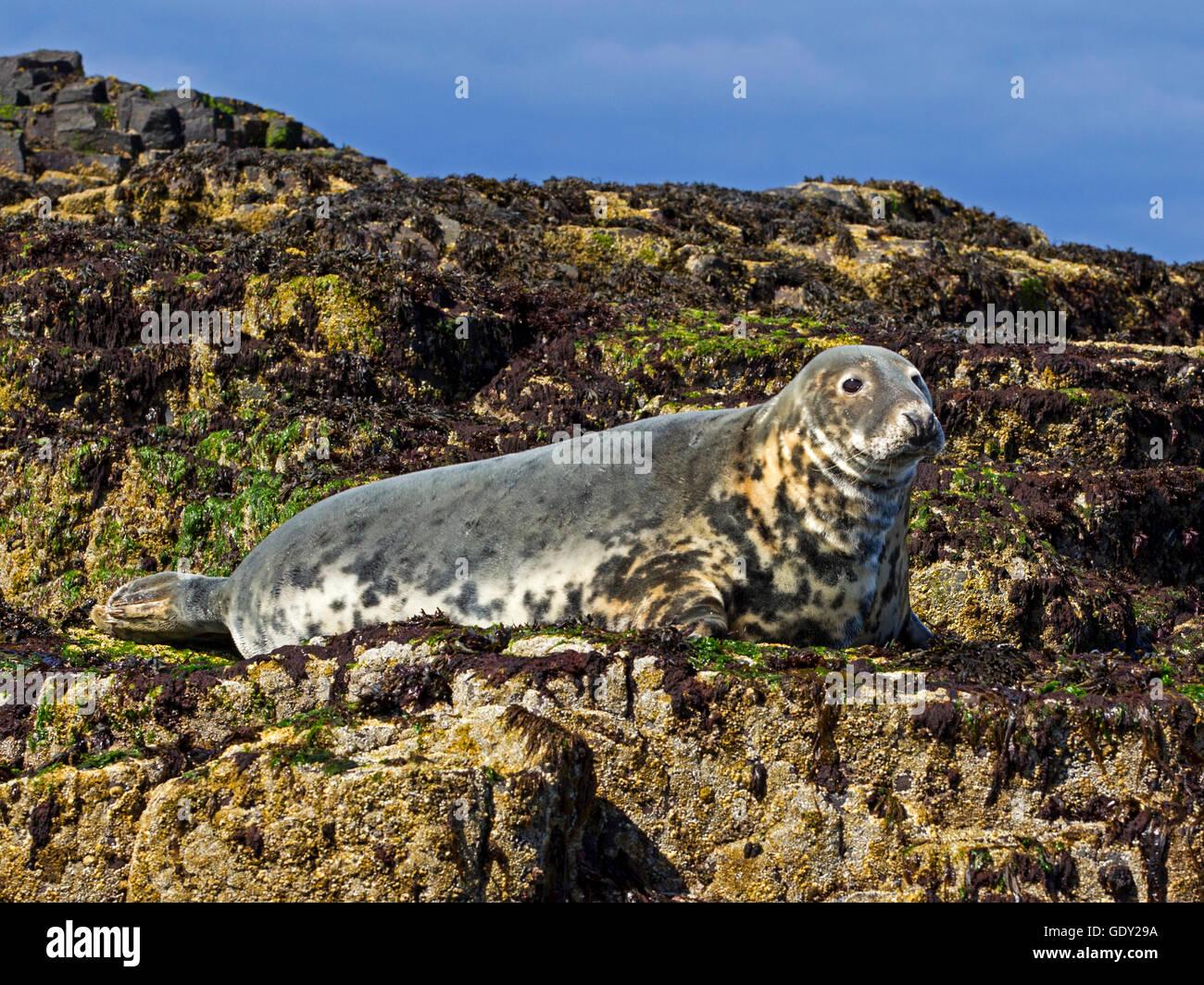 Bull grey seal on rocks Stock Photo - Alamy