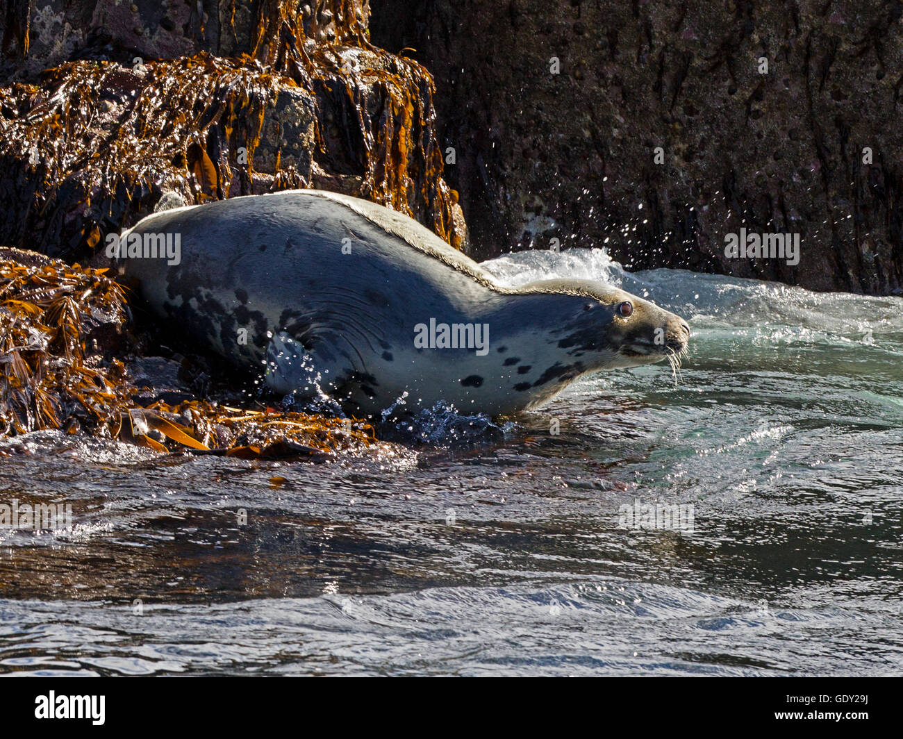Female cow hi-res stock photography and images - Alamy