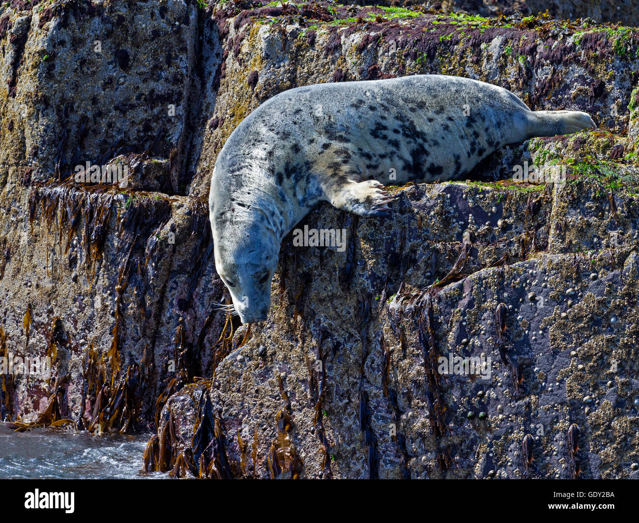 Grey seal going into water from rocks Stock Photo - Alamy