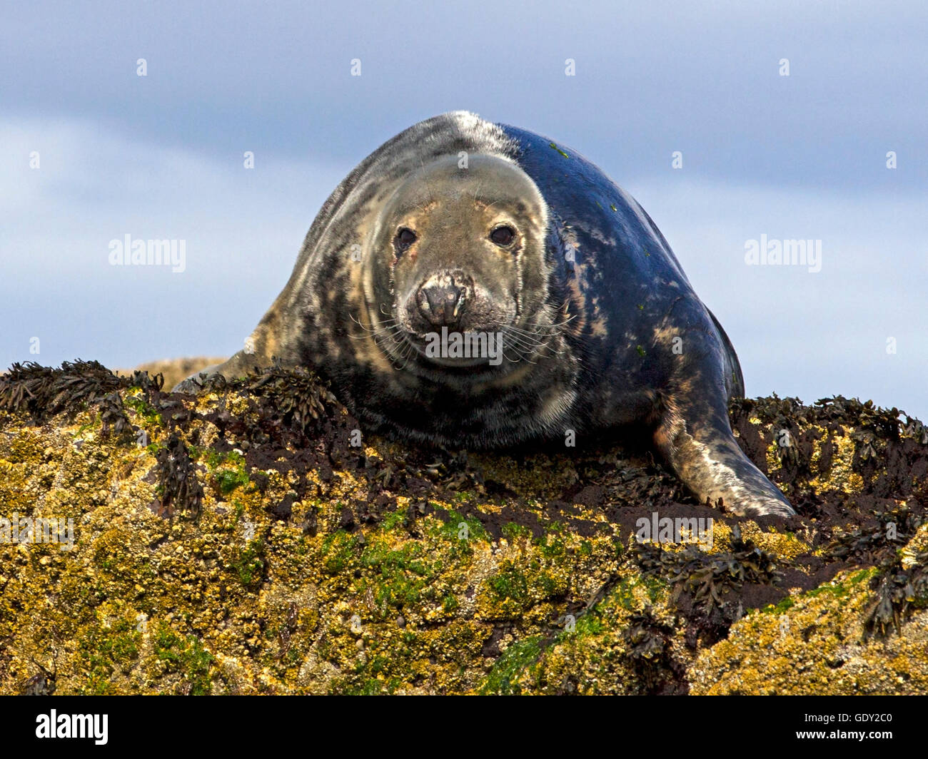 Bull grey seal on rocks Stock Photo - Alamy