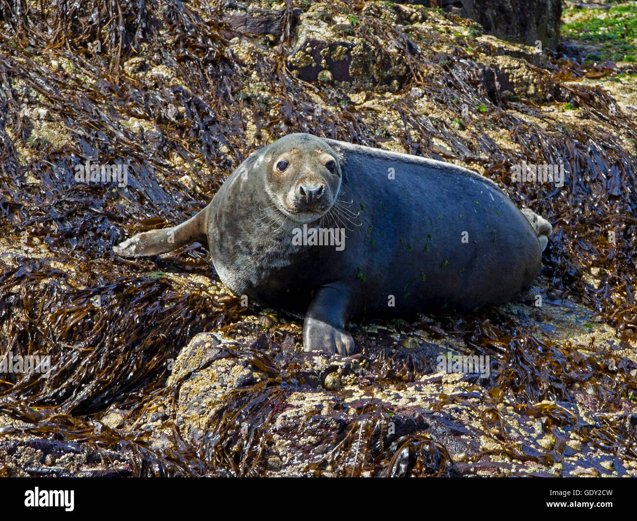 Bull grey seal on rocks Stock Photo - Alamy