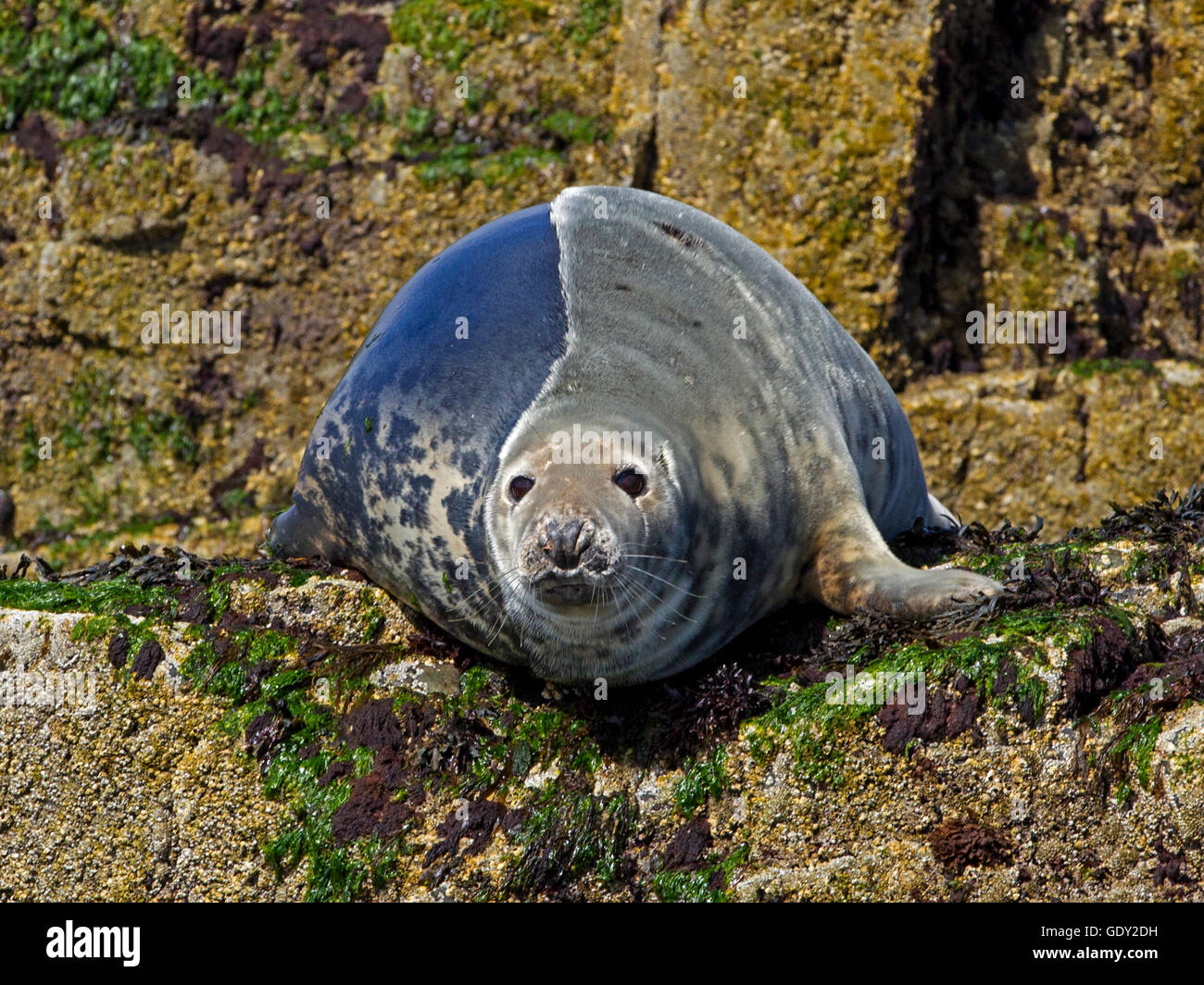 Bull grey seal on rocks Stock Photo - Alamy