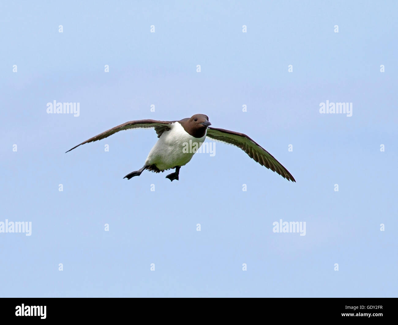 Guillemot in flight Stock Photo - Alamy