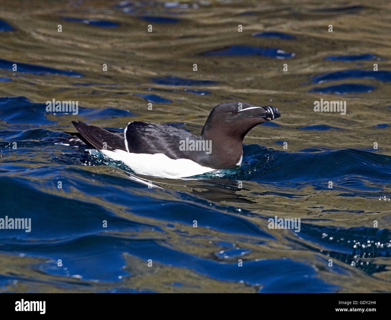 Auk swimming hi-res stock photography and images - Alamy