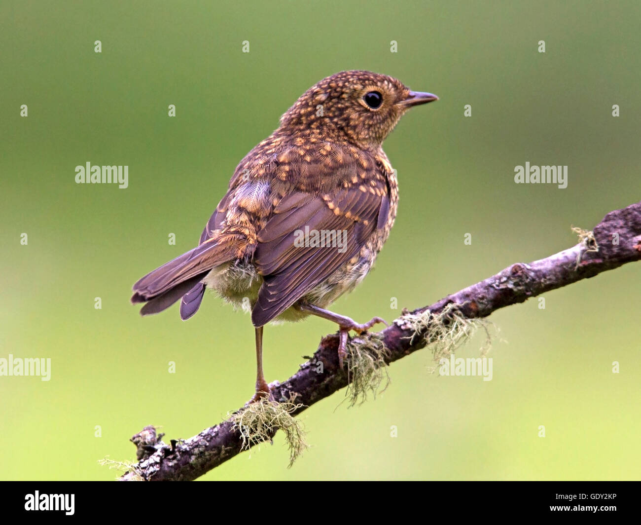 Robin erithacus rubecula young juvenile hi-res stock photography and ...