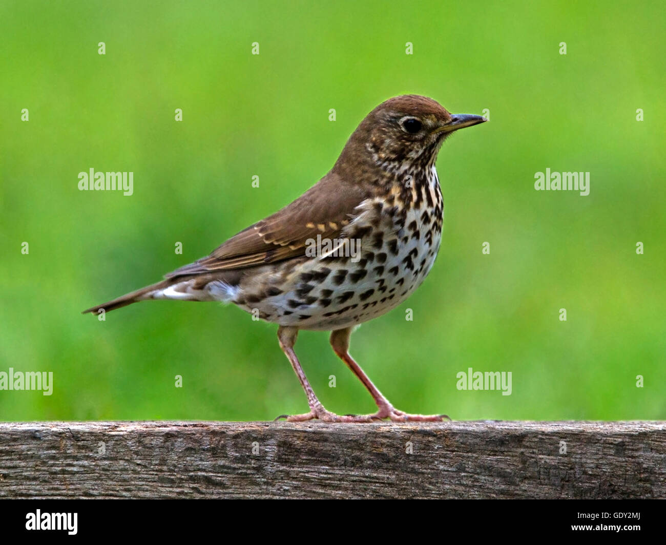 Birds Gate High Resolution Stock Photography and Images - Alamy