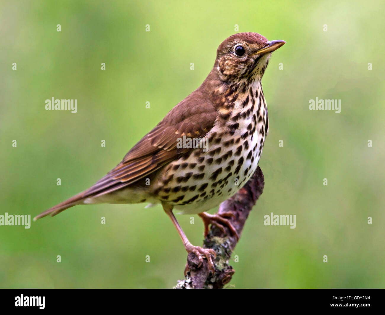 Thrush hi-res stock photography and images - Alamy
