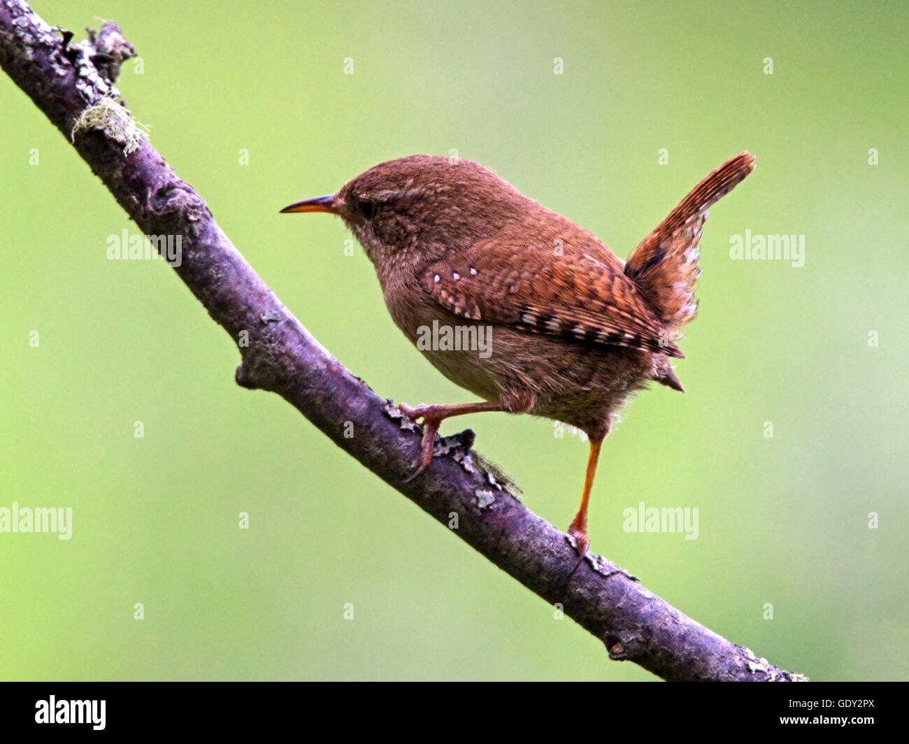 Wren on branch hi-res stock photography and images - Alamy
