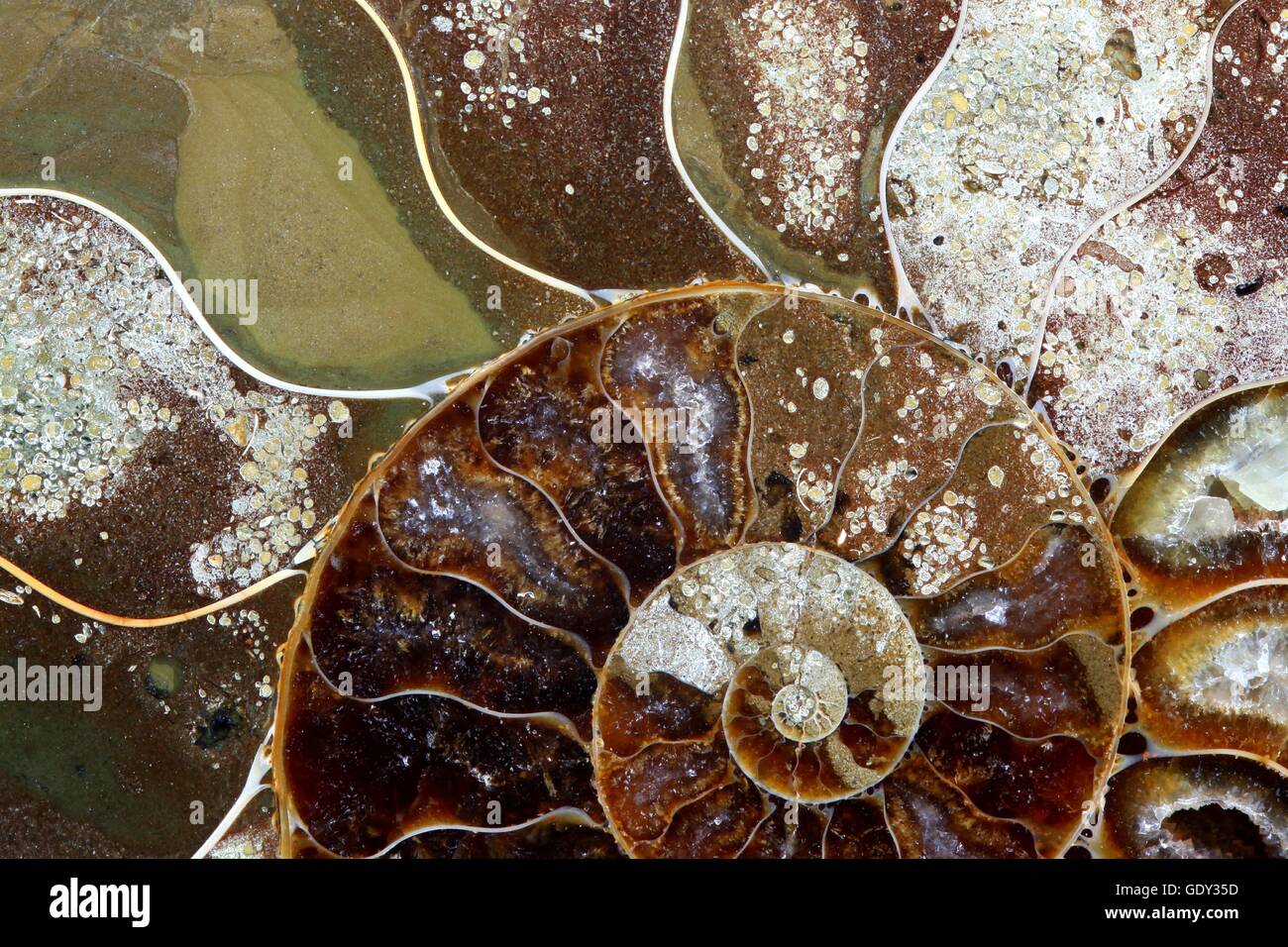 Fossil ammonite prehistoric spiral hi-res stock photography and images ...