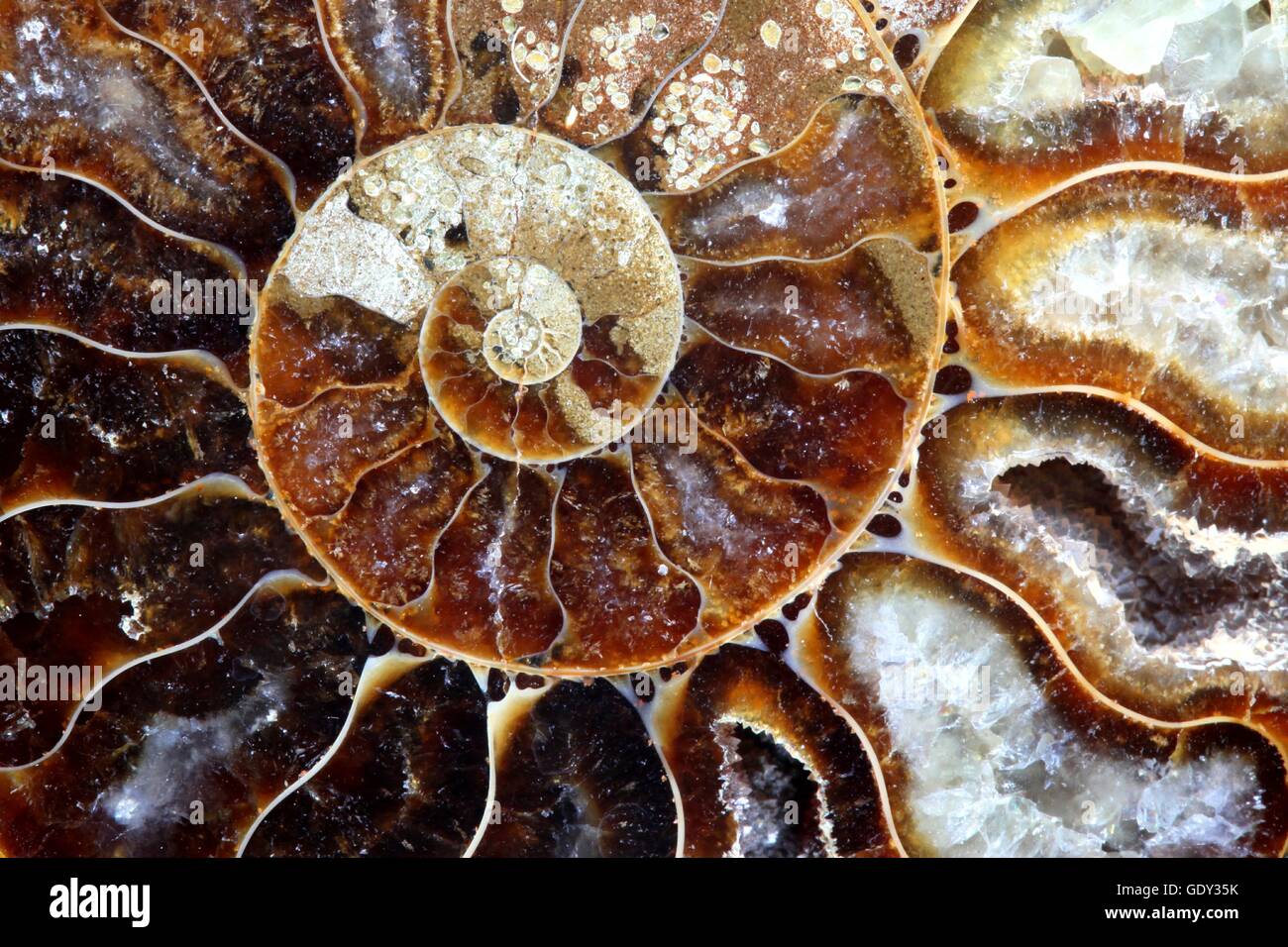 Ammonite fossil Stock Photo - Alamy