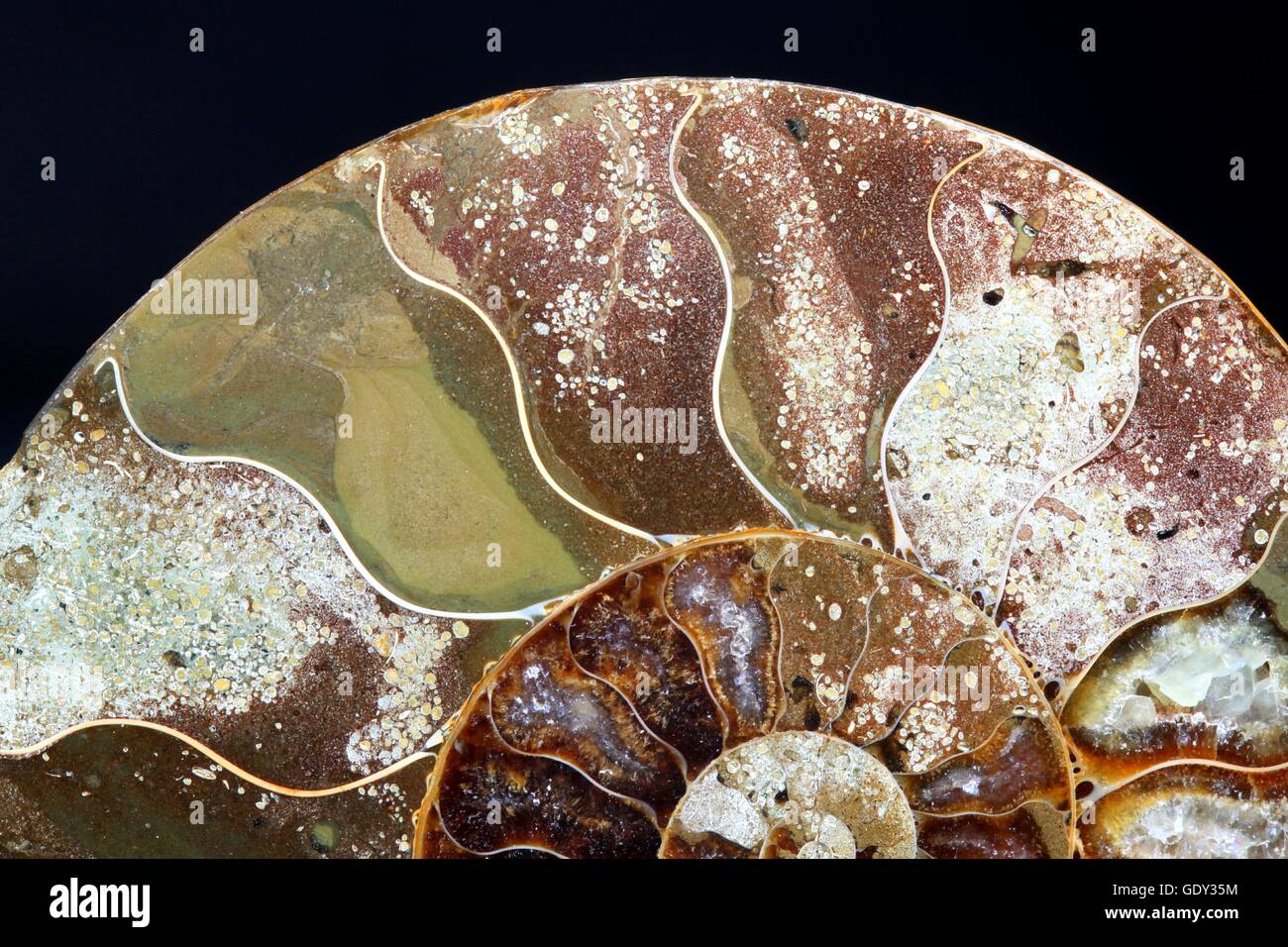 Fossil ammonite prehistoric spiral hi-res stock photography and images ...