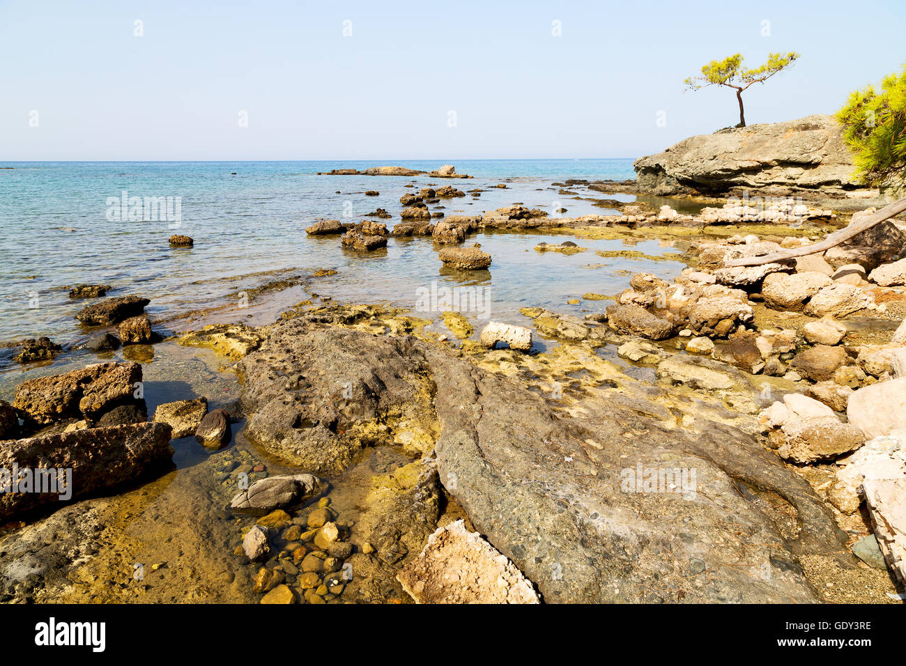 in the mediterranean see turkey europe pine plant and tree Stock Photo ...