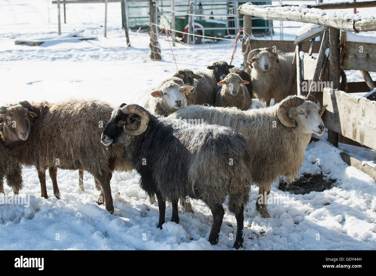 Sheeps in cold weather hi-res stock photography and images - Alamy