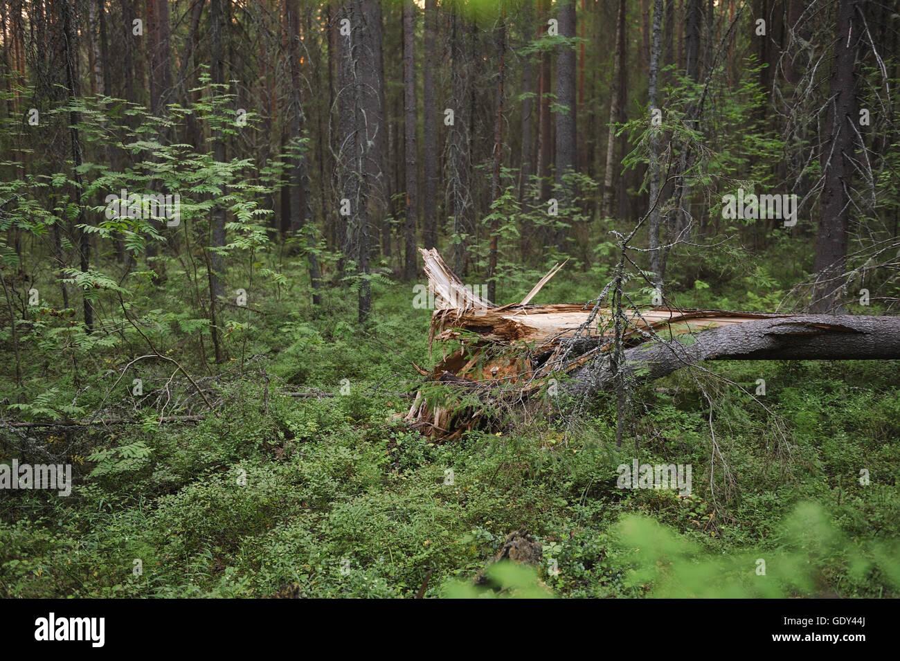 Fallen broken tree hi-res stock photography and images - Alamy