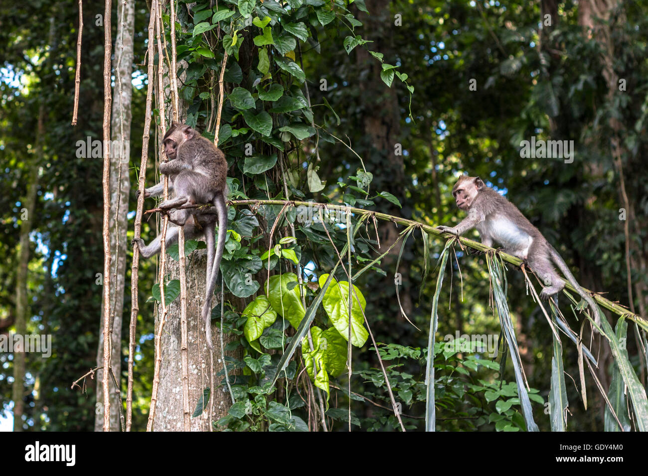 Monkeys on tree in Monkey forest, Bali Stock Photo - Alamy