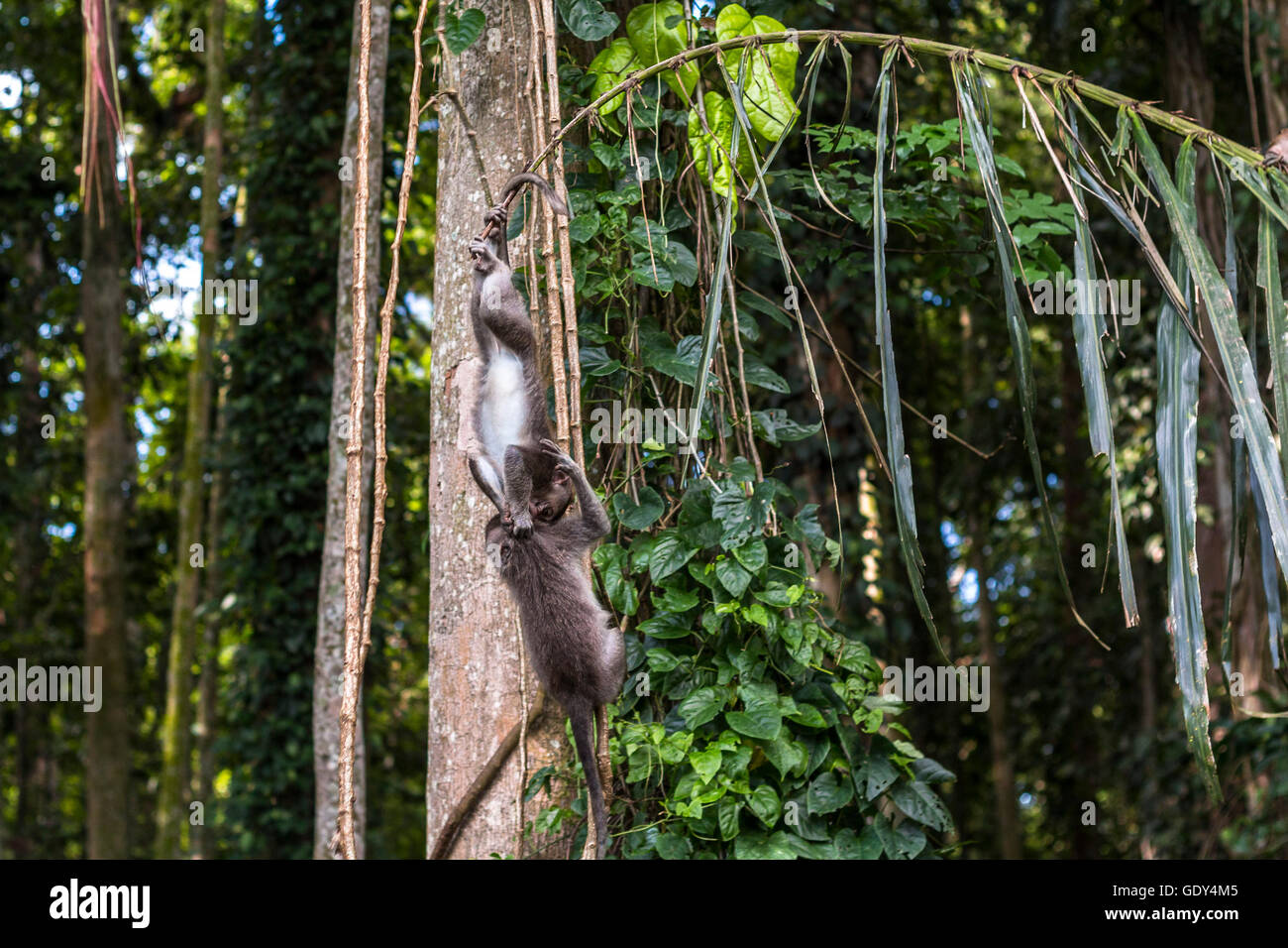 Monkey forest pathway hi-res stock photography and images - Alamy