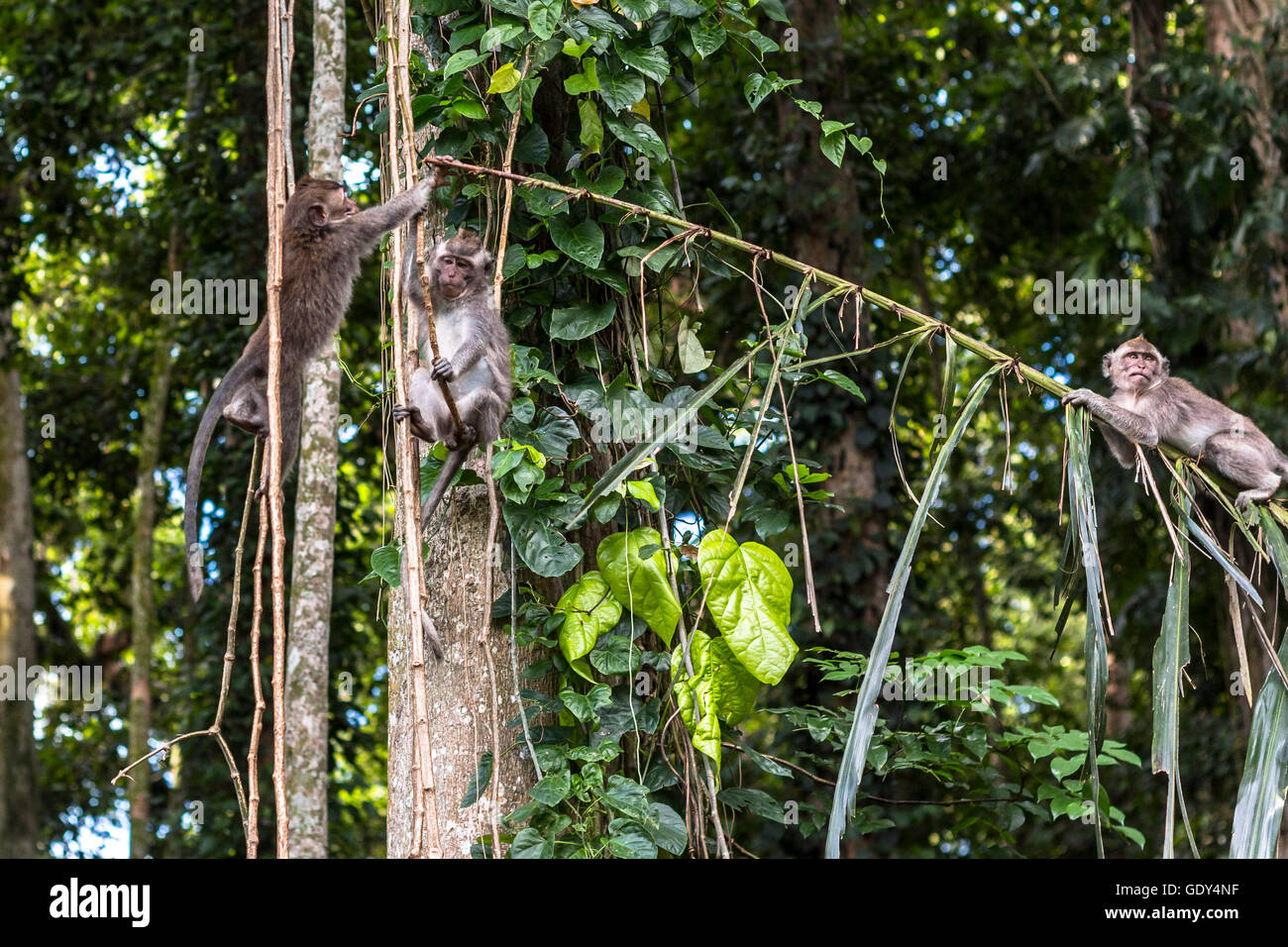 Long tailed demons hi-res stock photography and images - Alamy