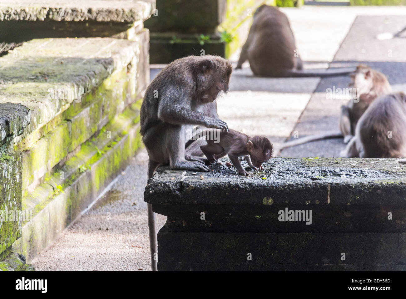Monkey mother taking care of her baby on Bali Stock Photo - Alamy