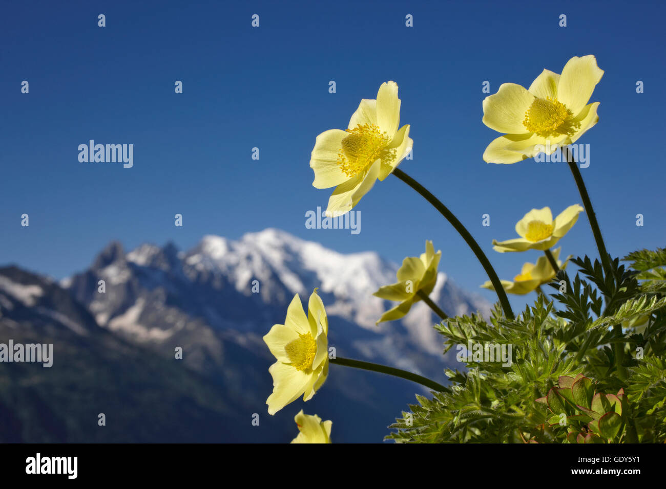 Anemon Flower High Resolution Stock Photography and Images - Alamy