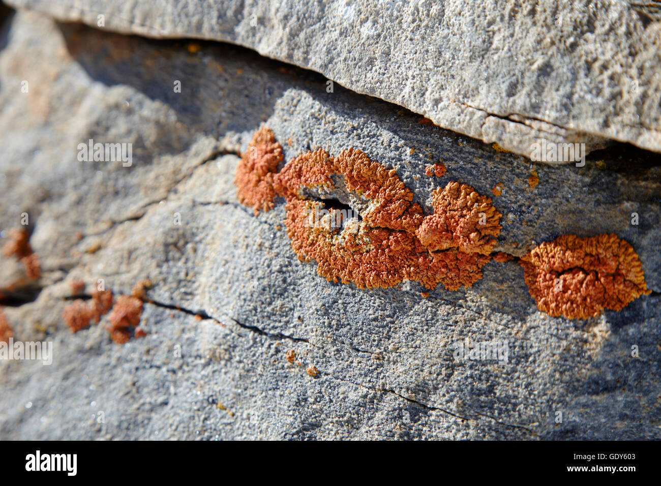 Botany, Lichen on stones, Mont-Blanc range, Chamonix, France ...