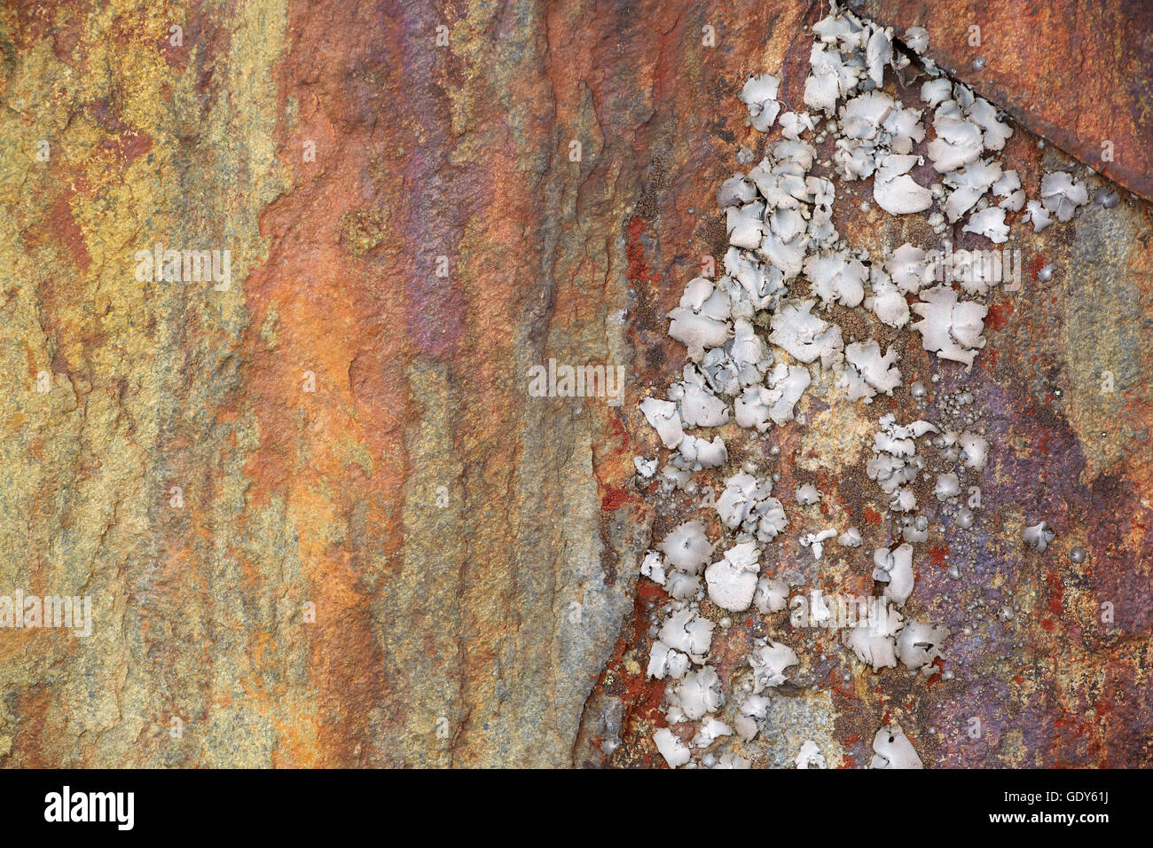 Botany, Lichen on stones, Mont-Blanc range, Chamonix, France ...